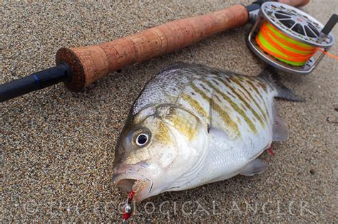 The Ecological Angler Surf Fishing California Holiday Season