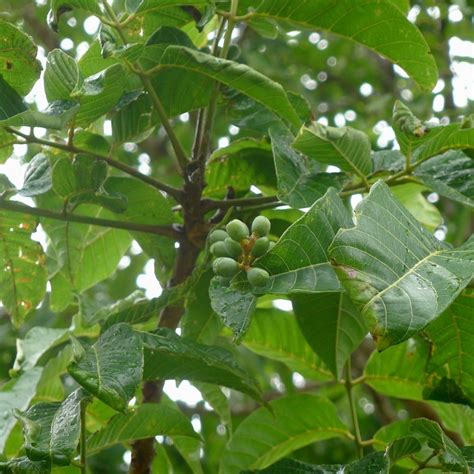 Elemi Essential Oil > Essential Oils > The Herbarie at Stoney Hill Farm ...