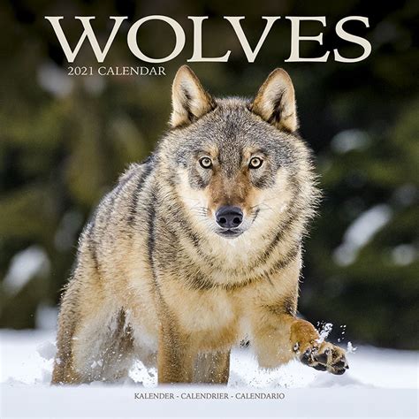 Kalender Wolven Wenskaarten Pascale