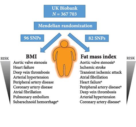 Not Just Risk Factors Researchers Prove Excess Weight And Body Fat Cause