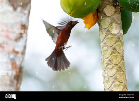 A Red Silver Beaked Tanager Bird In Flight Eating Papaya From A Papaya