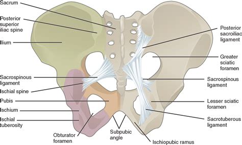 Pelvic Joints And Ligaments At Benjamin Willis Blog
