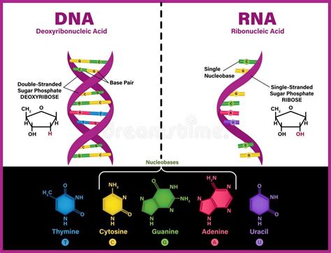 DNA Vs RNA Vector Illustration Diagram Comparison Between Ribonucleic