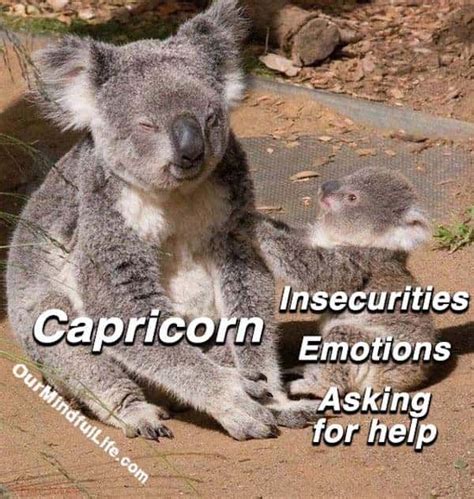 36 Funny Capricorn Memes That Are Calling Out All Cappies Koala Cute