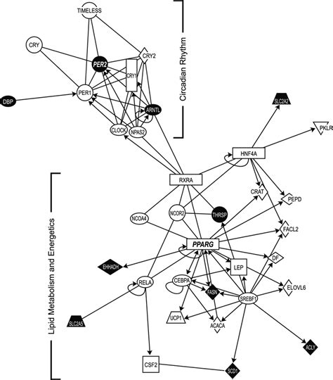 —the Gene Network Generated By The Ingenuity Pathways Analysis Tool
