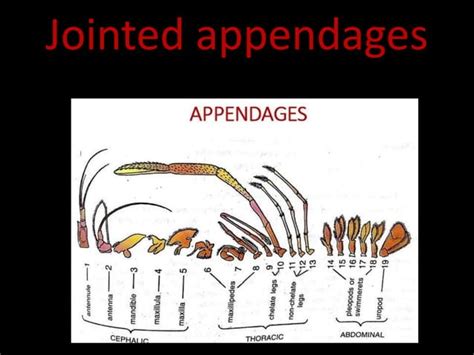Non Jointed And Jointed Appendages