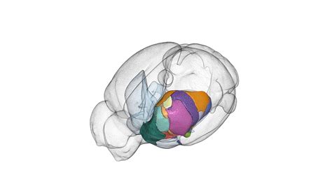 3d Reconstruction Of Mouse Brain Anatomy Showing True