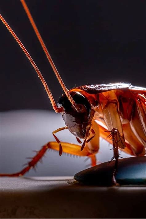 Cockroach Extermination Experts Chiltons Environmental Termite