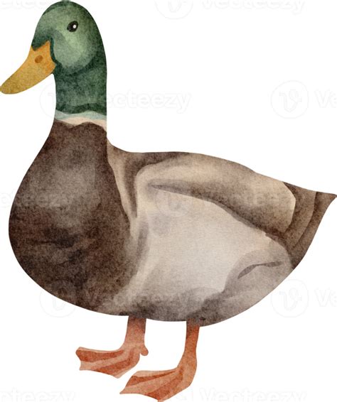 Watercolor Duck Clip Art 16537706 Png