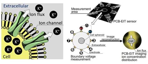Non Invasive Imaging Of Spatiotemporal Ion Distribution Across Cell