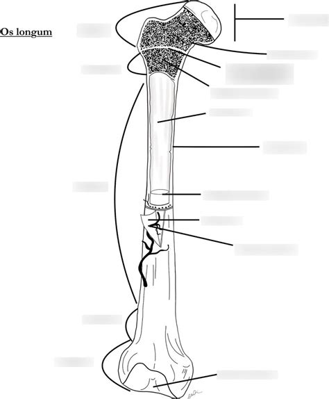 Long Bone Labels Diagram Quizlet