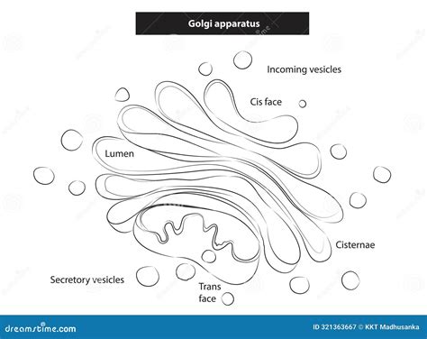 Dictyosome Stock Vector Illustration Of Transmitter 321363667
