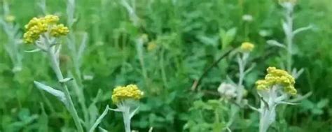 鼠曲草开花了还能做粑粑吃吗 鼠曲草开花了是否可以做粑粑吃 知秀网