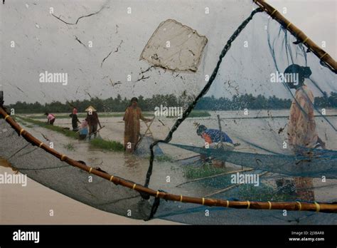 Farmers Fishing With Fish Nets On A Flooded Rice Field As An