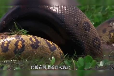 世界上最长的蛇有多长 多长 世界
