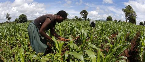 New Technology Is Transforming Africas Agricultural Industry Climate