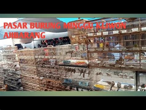 PASAR BURUNG KLIWON AJIBARANG YouTube