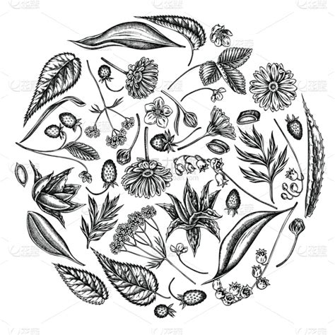 芦荟缬草属植物草莓黑白图片金盏草圆形刺荨麻花纹铃兰野金盏花素材 花瓣网