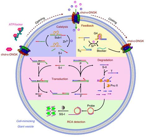 Bioinspired Nucleic Acid Based Dynamic Networks For Signal Dynamics
