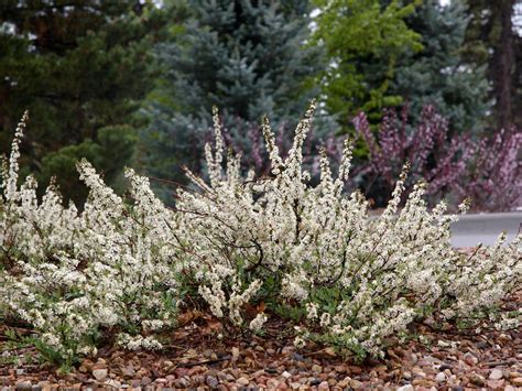 Sand Cherry Pawnee Buttes Campbells Nursery