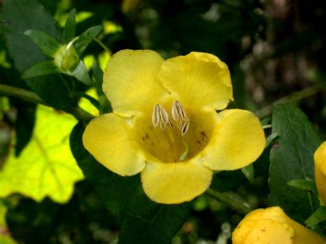 Aureolaria Patula Our Native Plants