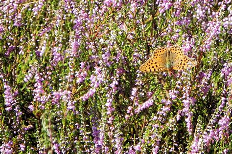 Heidens Vlinder Landschap Gratis Foto Op Pixabay Pixabay