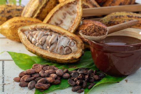 Cup Of Chocolate Drink With Fresh Cacoa Fruits Cutting Cacoa Pods In