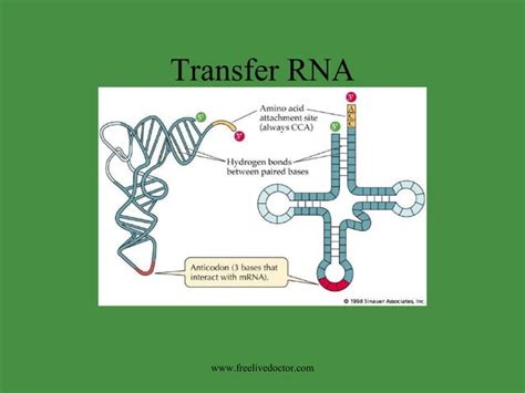 Molicular Biology Ppt
