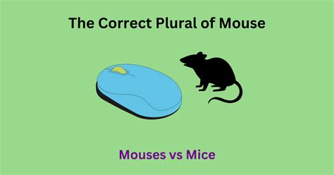 Mouses Vs Mice Whats The Correct Plural Of Mouse