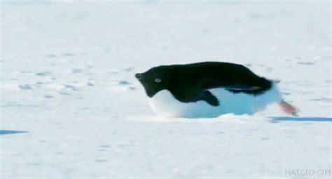Penguin Sliding On Belly Clipart