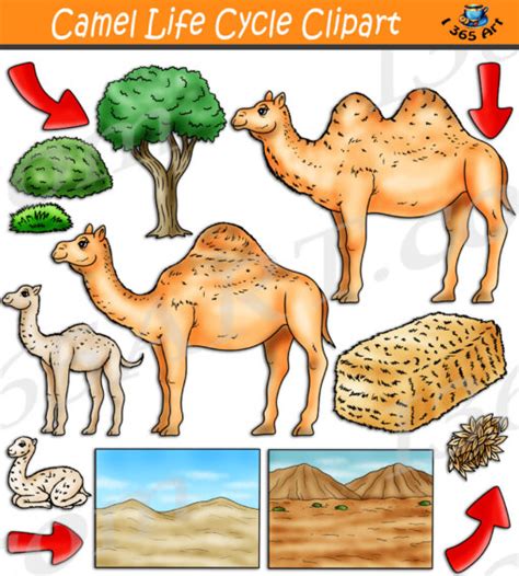Camel Life Cycle Clipart Set Download Clipart 4 School