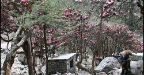 이유미의 히말라야에서 만난 식물들 히말라야의 꽃 세계의 꽃