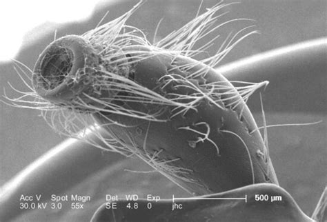 Free Picture Chitinous Exoskeleton Rise Myriad Morphologic Shapes