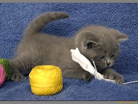 Обои Лариса В Колобок Животные Коты обои для рабочего стола фотографии лариса колобок