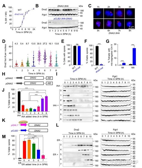 Nar︱山东大学张亮然 王顺心团队揭示dna2移除减数分裂细胞中ssdna Rpa纤丝的分子机制 知乎