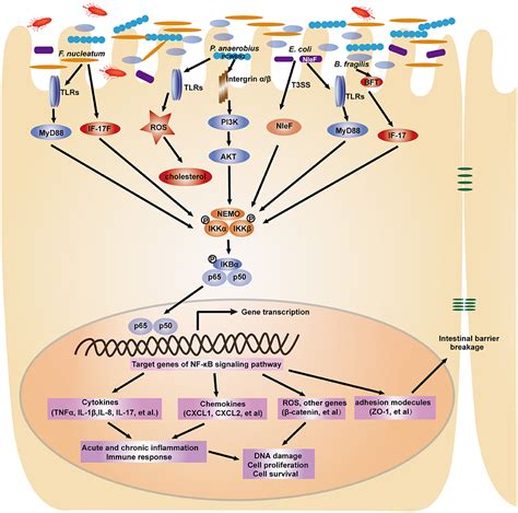 Frontiers The Nf κb Signaling Pathway The Microbiota And Gastrointestinal Tumorigenesis