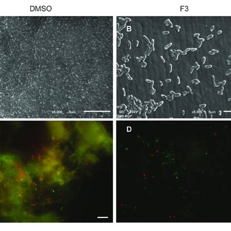 Inhibition Of P Aeruginosa Pao1 Biofilm Formation With A