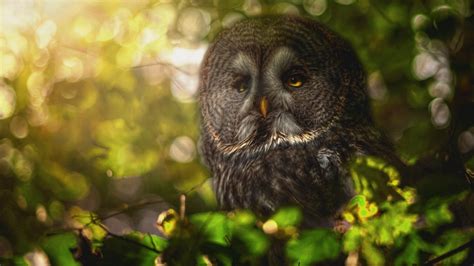 4554781 Nature Birds Animals Depth Of Field Yellow Eyes Hawk