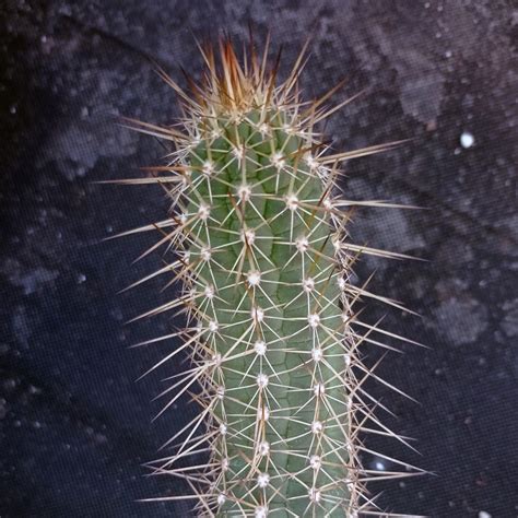 Trichocereus Thelegonus Live Plant Freaky Cacti