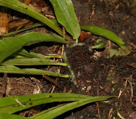 Microsorum Punctatum Flickr