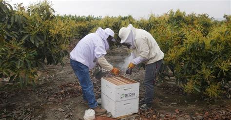 Áncash Bajas Temperaturas Afectan Polinización De Abejas En Cultivo De