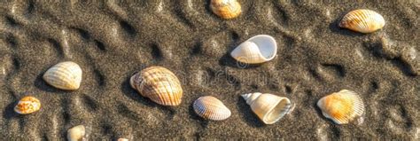 Conchas Variadas En Una Playa De Arena Capturada En Patrones De Luz Natural Foto De Archivo