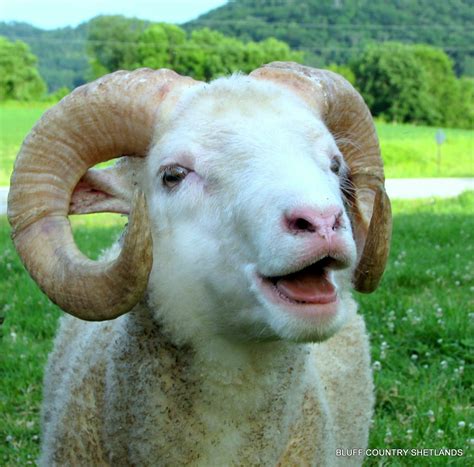 A Shepherds Voice Stereotactic Core Needle Biopsy