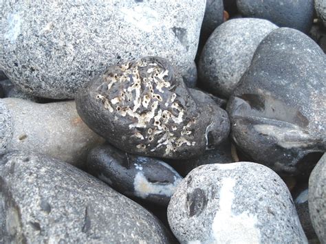 West Sponge Riddled Flint Uk Fossil Collecting