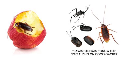 Roach Vs Mouse Droppings