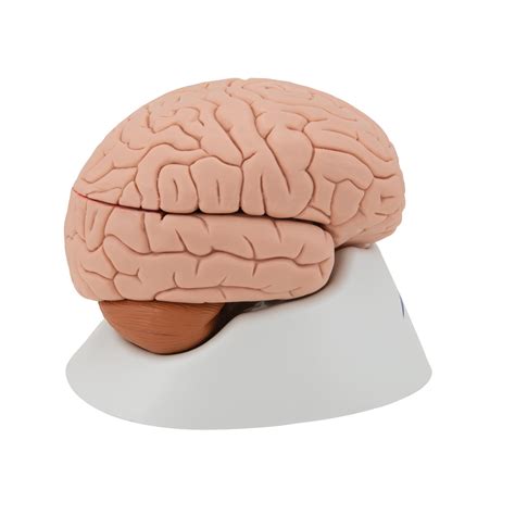 Modèle anatomique du cerveau en 4 parties 1000224 C16 Modèles de