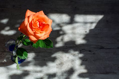 빛과 그림자와 햇빛에 유리에 녹색 잎과 아름다운 오렌지 장미의 한 머리 0명에 대한 스톡 사진 및 기타 이미지 0명 개화기