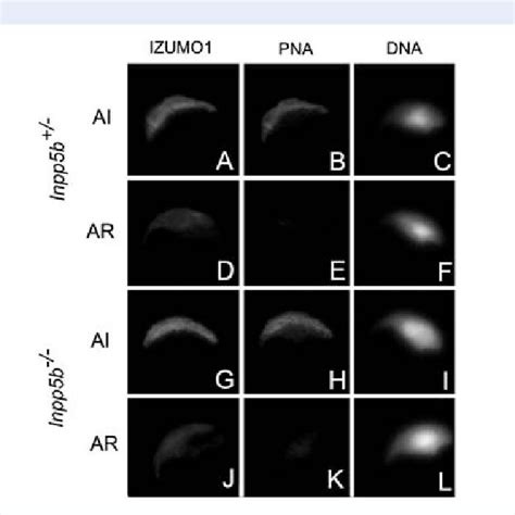 Izumo1 Localization In Sperm From 129s6 Inpp5b 2 And Inpp5b 22 Mice