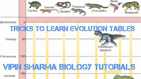 Evolution Chart Biology