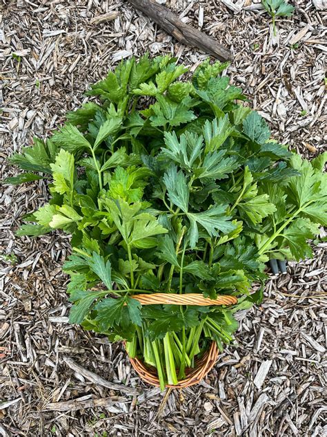 15 Great Celery Companion Plants A Few To Avoid Boreal Bloom